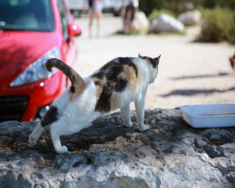 Why Does My Cat Keep Stretching Her Back Legs? - Animal Quarters