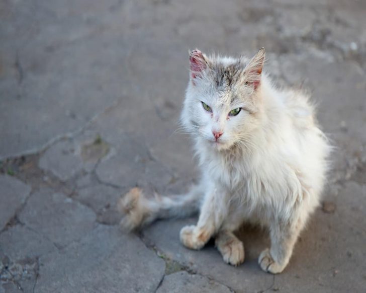 5 Reasons Why Stray Cats Follow You | Why Do They Attack Humans ...