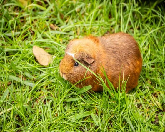 What Animals Eat Pine Cones? (13 Examples + Pictures) - Animal Quarters