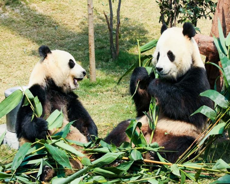 Animals That Eat Bamboo! (7 Examples + Pictures) - Animal Quarters