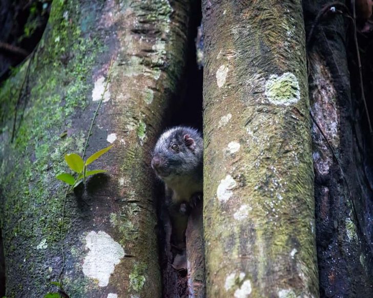 Here Are 6 Awesome Animals That Eat Cacao - Animal Quarters