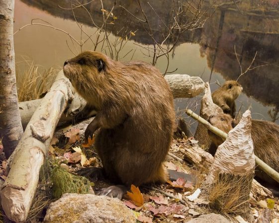 What Eats Tree Bark? 7 Animals That Eat Tree Bark - Animal Quarters