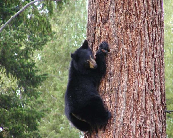 What Eats Tree Bark? 7 Animals That Eat Tree Bark - Animal Quarters