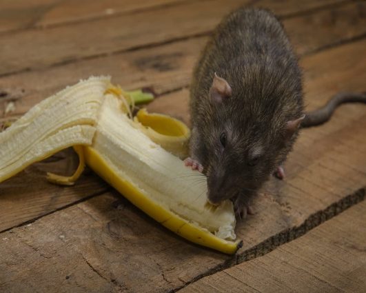 Animals That Eat Bananas! (11 Examples + Pictures) - Animal Quarters