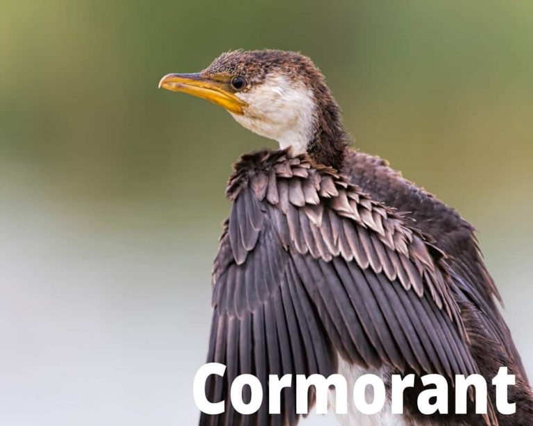 9 Awesome Animals That Can Fly And Swim! with Pictures! - Animal Quarters