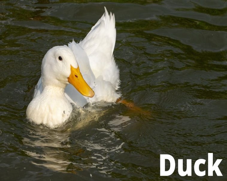 9 Awesome Animals That Can Fly And Swim! with Pictures! - Animal Quarters