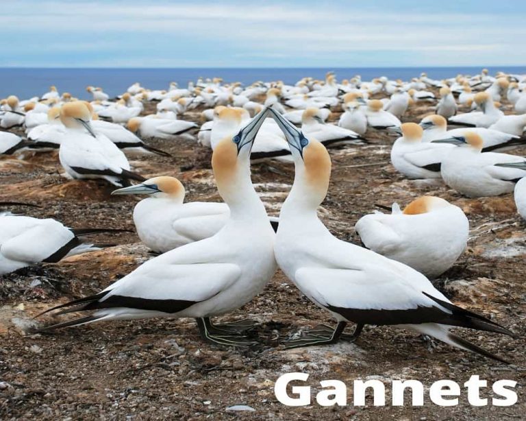 9 Awesome Animals That Can Fly And Swim! with Pictures! - Animal Quarters