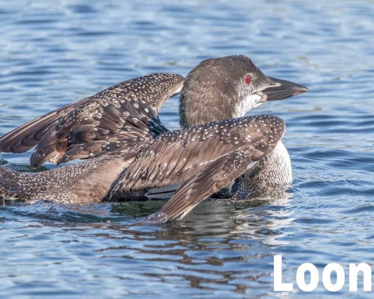 9 Awesome Animals That Can Fly And Swim! with Pictures! - Animal Quarters