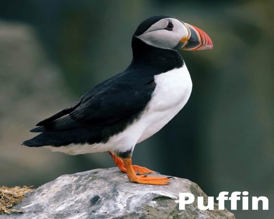 9 Awesome Animals That Can Fly And Swim! with Pictures! - Animal Quarters