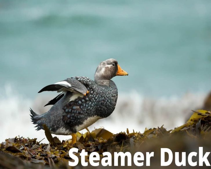 9 Awesome Animals That Can Fly And Swim! with Pictures! - Animal Quarters