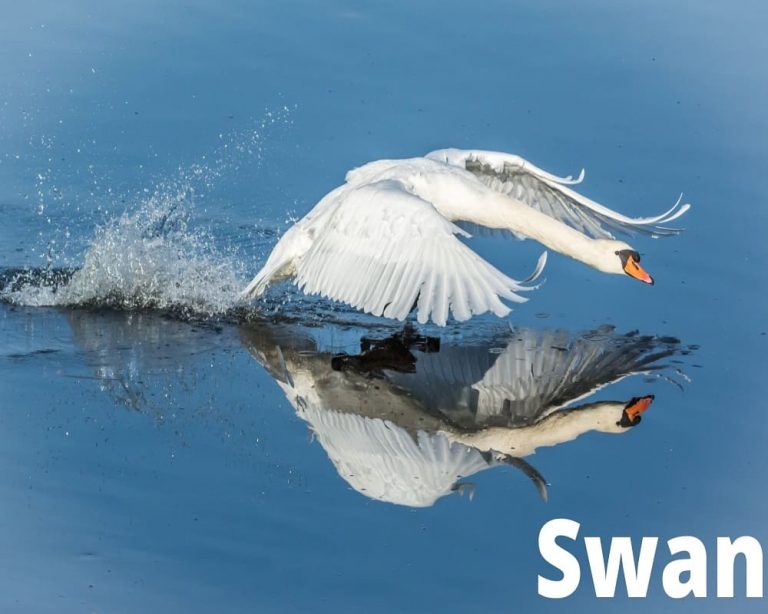 9 Awesome Animals That Can Fly And Swim! with Pictures! - Animal Quarters