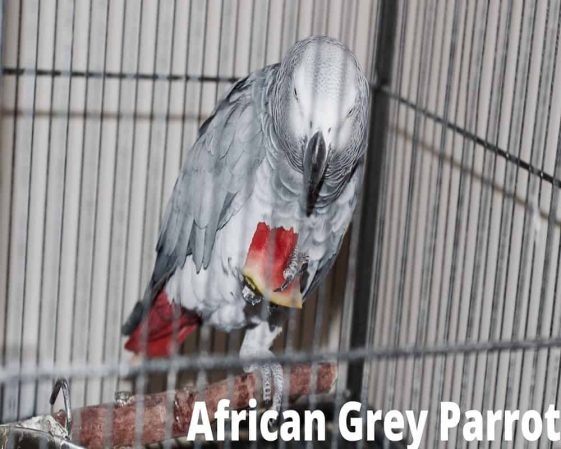 What Animals Eat Watermelon (17 Examples with Videos & Pictures ...