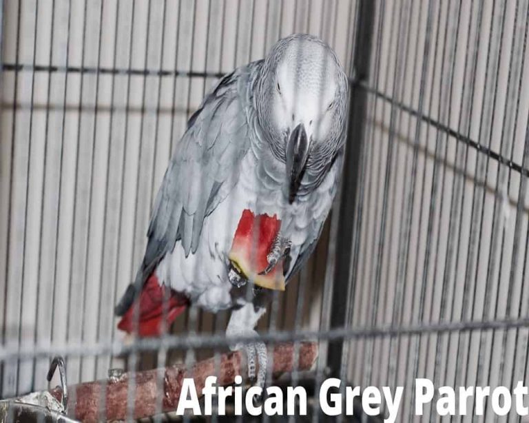 What Animals Eat Watermelon (17 Examples with Videos & Pictures ...