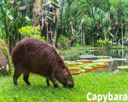 Animals That Eat Grass! (8 Grass Eating Animals) - Animal Quarters