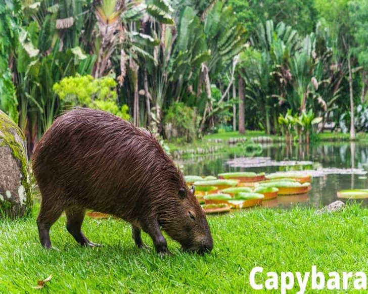 10 Animals That Are In The Amazon Rainforest - Animal Quarters