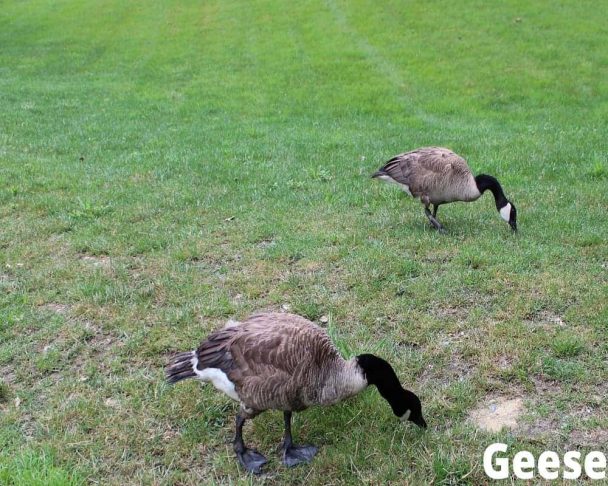 Animals That Eat Grass! (8 Grass Eating Animals) - Animal Quarters