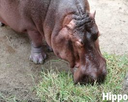 Animals That Eat Grass! (8 Grass Eating Animals) - Animal Quarters