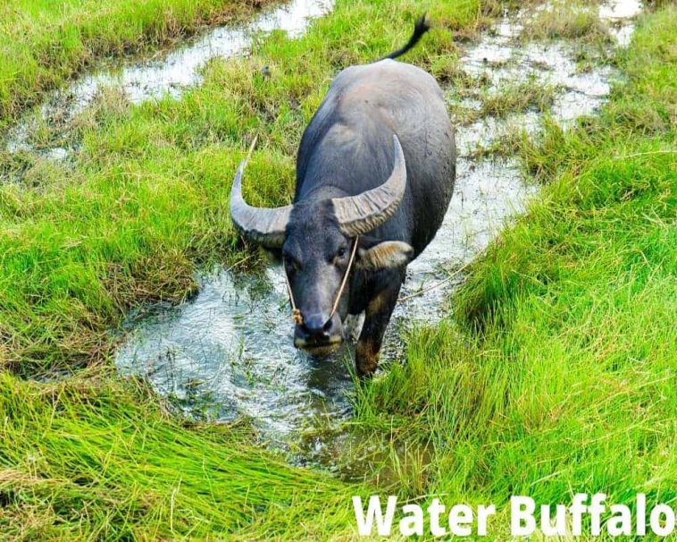 Animals That Eat Grass! (8 Grass Eating Animals) - Animal Quarters