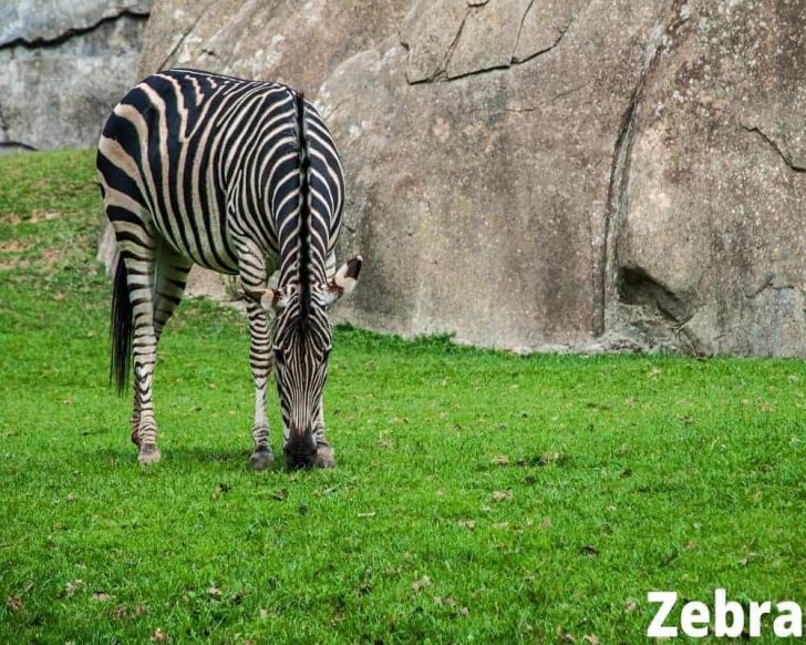 Animals That Eat Grass! (8 Grass Eating Animals) - Animal Quarters