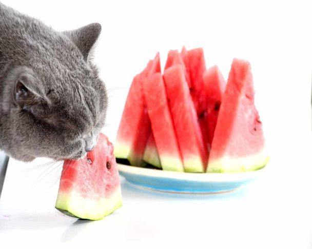 What Animals Eat Watermelon (17 Examples with Videos & Pictures ...