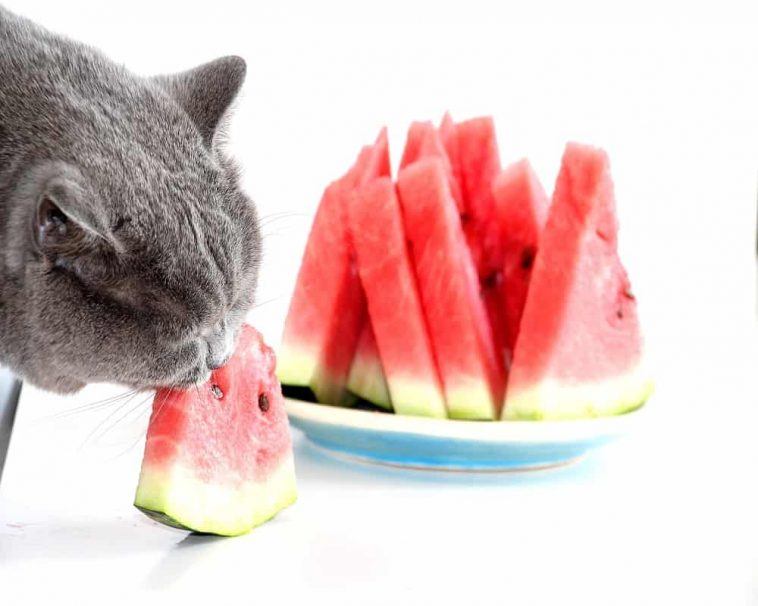 What Animals Eat Watermelon (17 Examples with Videos & Pictures ...