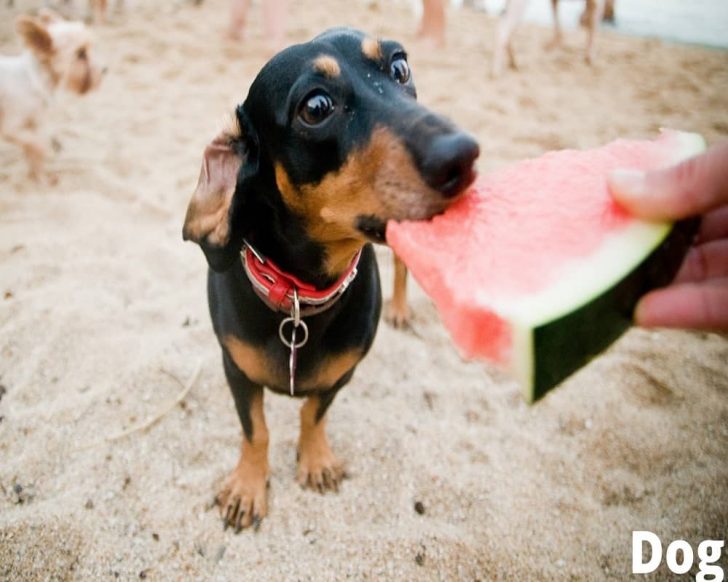 What Animals Eat Watermelon (17 Examples with Videos & Pictures ...