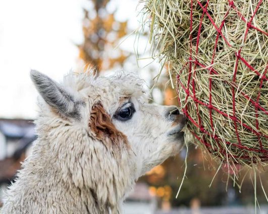 What Animals Eat Hay? (13 Examples with Pictures) - Animal Quarters