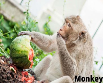 What Animals Eat Watermelon (17 Examples with Videos & Pictures ...