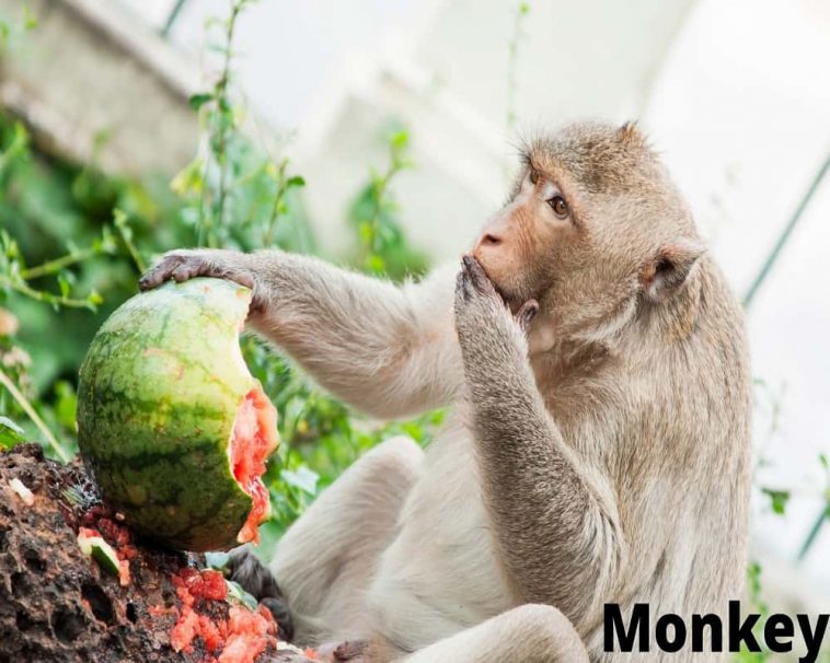 What Animals Eat Watermelon (17 Examples with Videos & Pictures ...