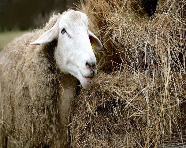What Animals Eat Hay? (13 Examples with Pictures) - Animal Quarters