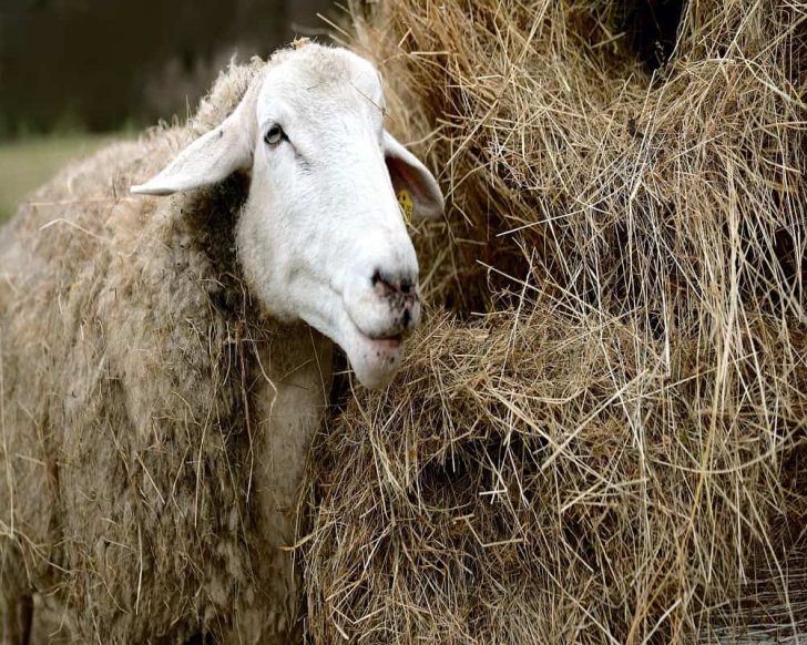 What Animals Eat Hay? (13 Examples with Pictures) - Animal Quarters