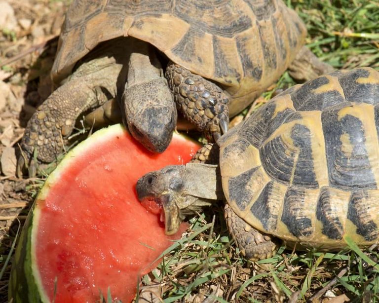 What Animals Eat Watermelon (17 Examples with Videos & Pictures ...
