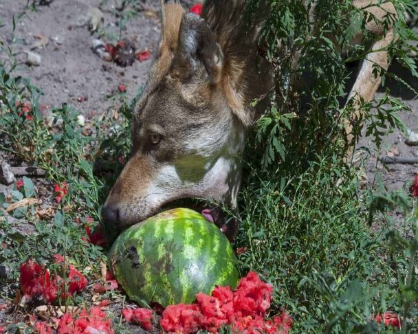 What Animals Eat Watermelon (17 Examples with Videos & Pictures ...