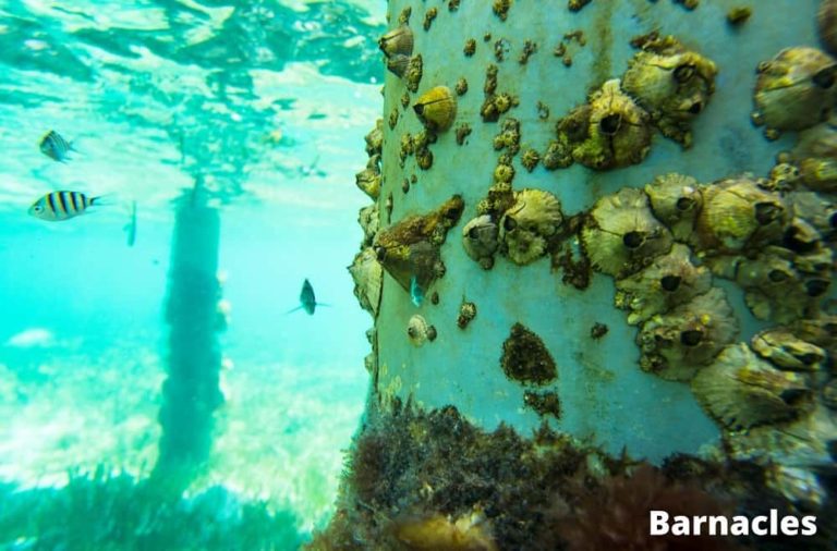 7 Fascinating Animals That Crawl In The Sea - Animal Quarters