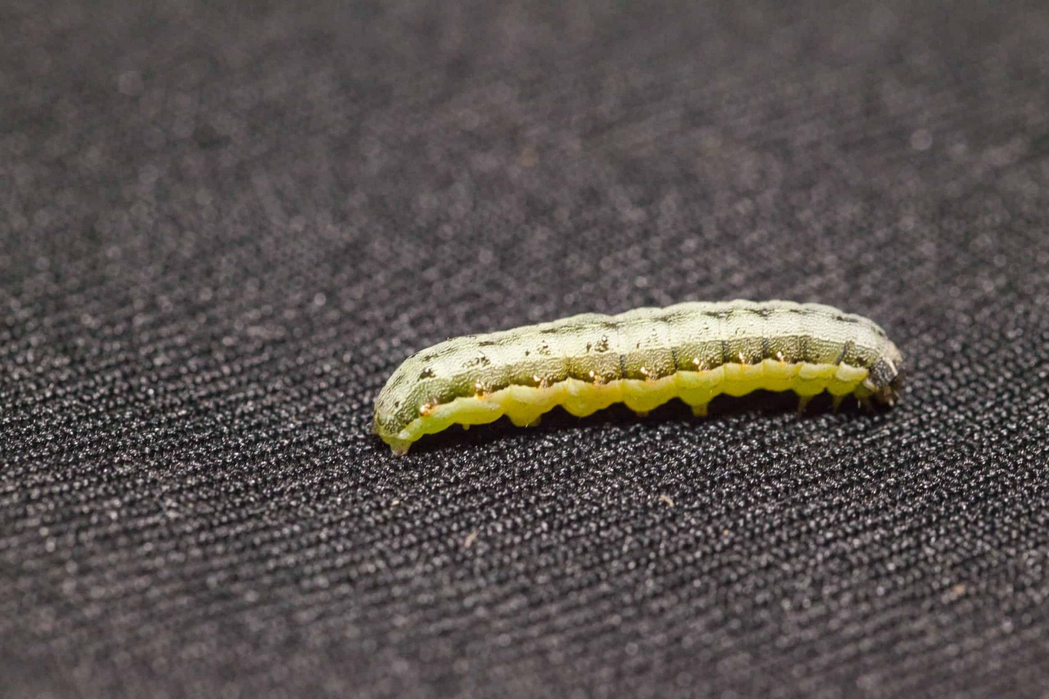 What Animals Eat Peppers? (7 Fascinating Examples) - Animal Quarters