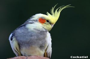 7 Fascinating Animals Without Ears! With Pictures! - Animal Quarters