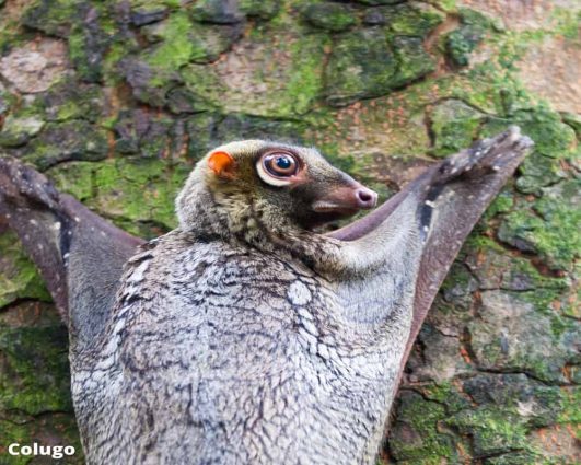 11 Interesting Animals That Can Glide! with Pictures! - Animal Quarters