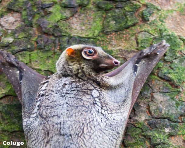 11 Interesting Animals That Can Glide! with Pictures! - Animal Quarters