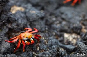 7 Interesting Animals That Crawl On Land! with Pictures - Animal Quarters