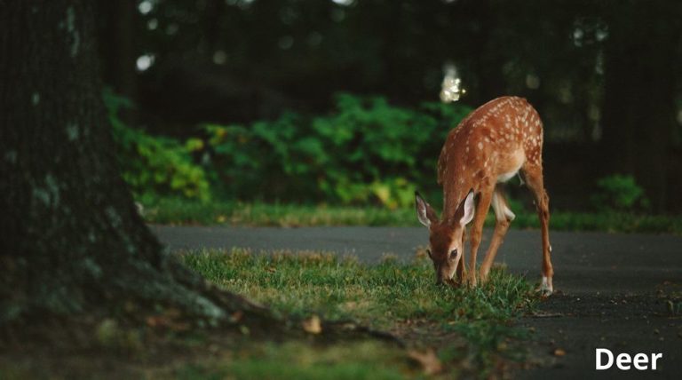 Do Deer Eat Pine Cones? (Explained) - Animal Quarters