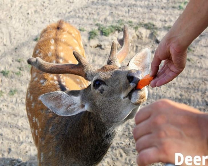 What Animals Eat Carrots! (15 Examples with Pictures) - Animal Quarters