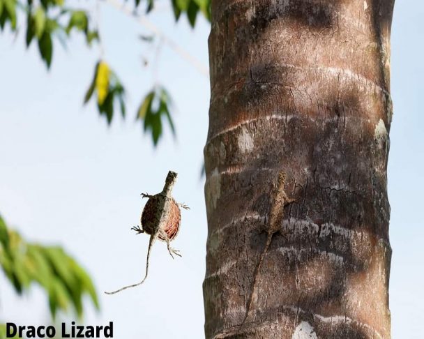 11 Interesting Animals That Can Glide! with Pictures! - Animal Quarters