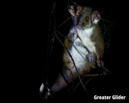 11 Interesting Animals That Can Glide! with Pictures! - Animal Quarters