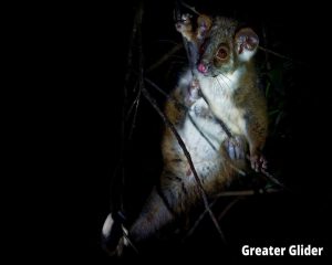 11 Interesting Animals That Can Glide! with Pictures! - Animal Quarters