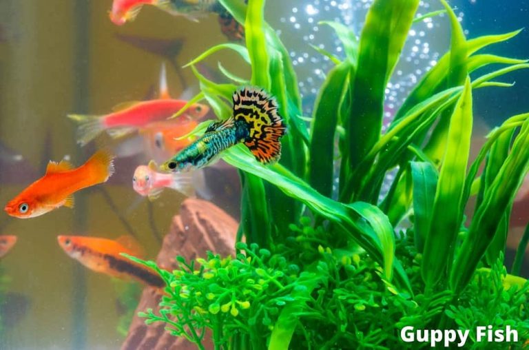 7 Fascinating Animals Without Ears! With Pictures! - Animal Quarters