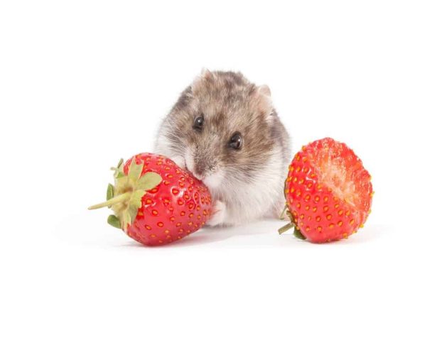 Animals That Eat Strawberries in Your Garden! (13 Examples) - Animal ...