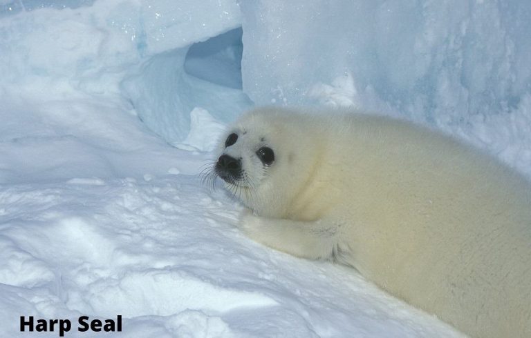 7 Fascinating Animals Without Ears! With Pictures! - Animal Quarters