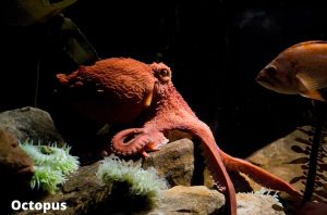 7 Interesting Animals That Crawl On Land! with Pictures - Animal Quarters