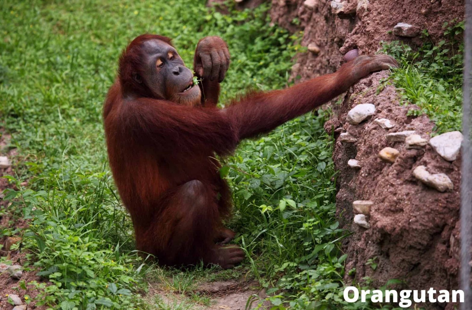 7 Awesome Animals That Don't Have Tails! - Animal Quarters