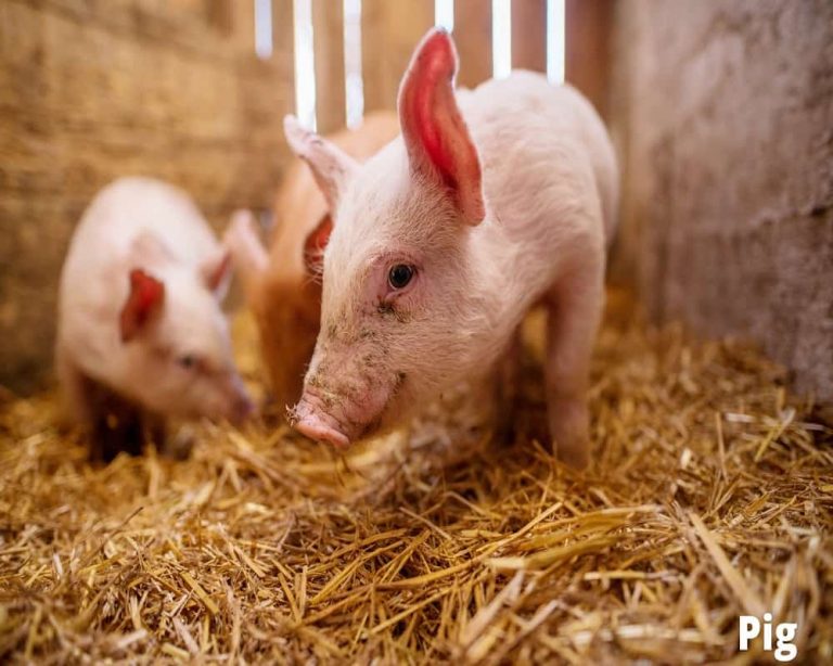 Animals That Eats Nuts | 7 Nut Eating Animals - Animal Quarters